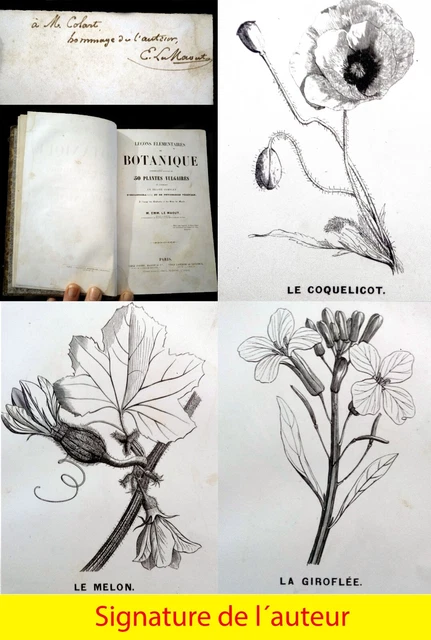 RARE 9TH SIGNED Maut Antique Book 254 Original Figures Botanical Plants ...