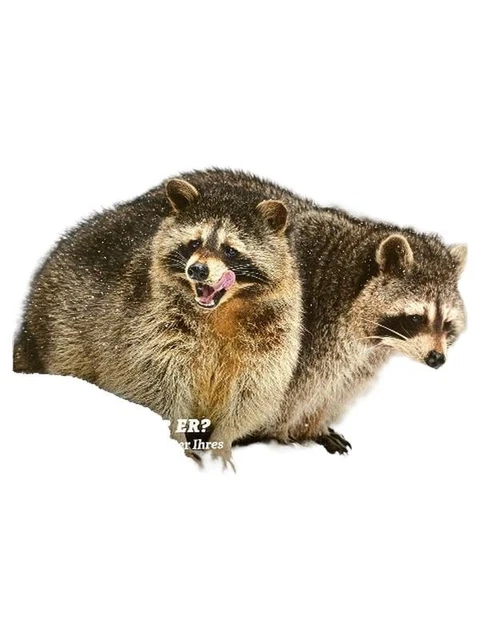 PIRSCH ZEITSCHRIFT 1/2025 Jagd Natur Wildtiere Keiler Waschbär ...