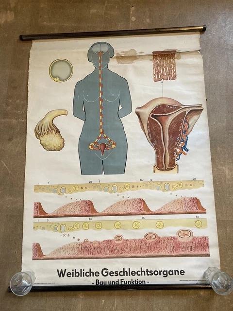 VINTAGE GERMAN BIOLOGY/ANATOMY Wall chart Education Poster £65.00 ...