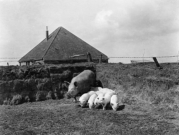 NETHERLANDS TEXEL ISLAND pig breeding sow with her pigs around 1920 Old ...