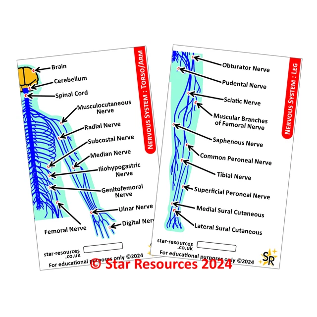 NERVOUS SYSTEM ID Badge Flash Cards Student Paramedic Physiotherapist ...