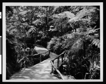 VIEW OF FERN Dell in Griffith Park 1920 California Old Photo $8.50 ...