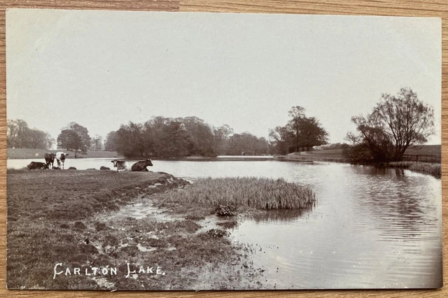 LAKE WITH CATTLE CARLTON-IN-LINDRICK WORKSOP Antique c1910 Real Photo ...
