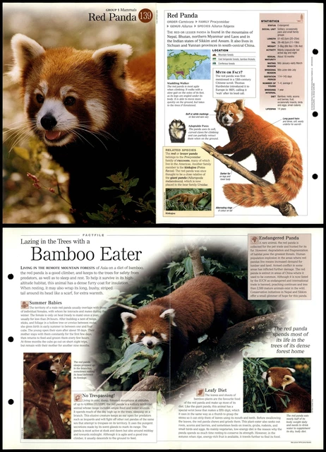 RED PANDA #139 Mammals - Discovering Wildlife Fact File Fold-Out Card £ ...