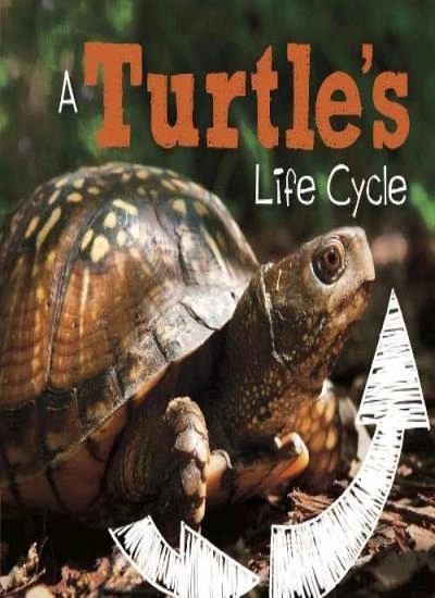 EXPLORE LIFE CYCLES: A Turtle's Life Cycle,Mary R. Dunn £5.74 - PicClick UK