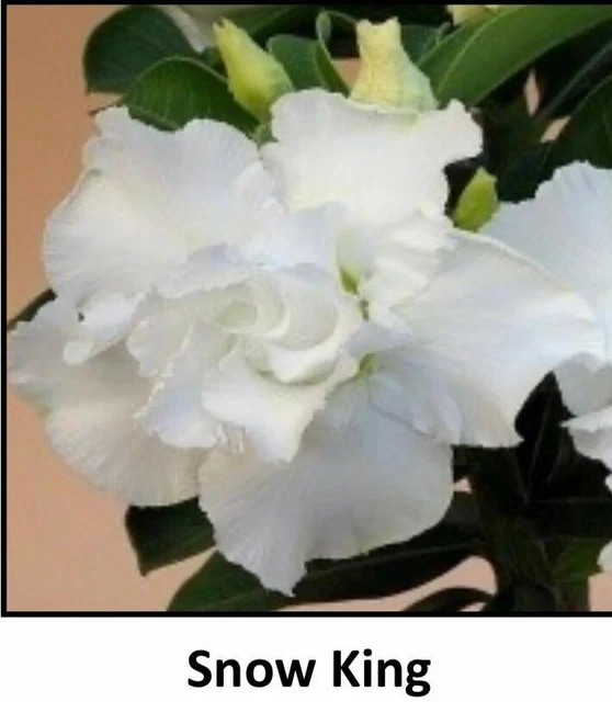 Adenium Obesum Grafted Plant Snow King Desert Rose Plant Usa Seller Eur 2640 Picclick Fr