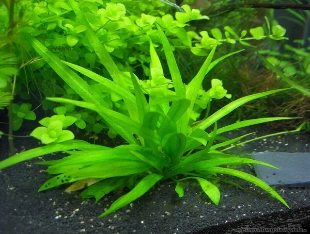 DWARF AMAZON SWORD - Live Aquarium Plant Fish Tank - Echinodorus ...