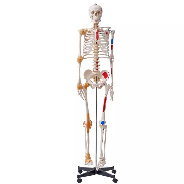 VEVOR HUMAN SKELETON Model Anatomical Skeleton Life Size with Muscle ...