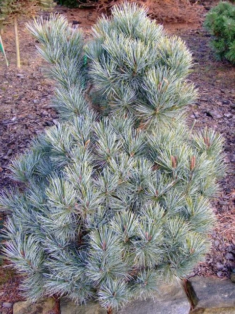 PINUS PUMILA GLAUCA - grafted in 5L pot bonsai subject £38.50 - PicClick UK