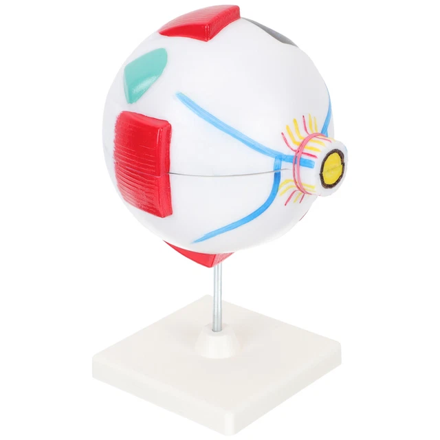 HUMAN EYE MODEL Pvc Eyeball Figurine Anatomy Display Accurate £34.00 ...
