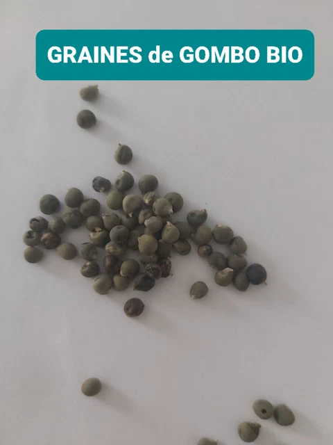 BIO 50 GRAINES de GOMBO VERT, OKRA fraichement récolté au congo RDC ...