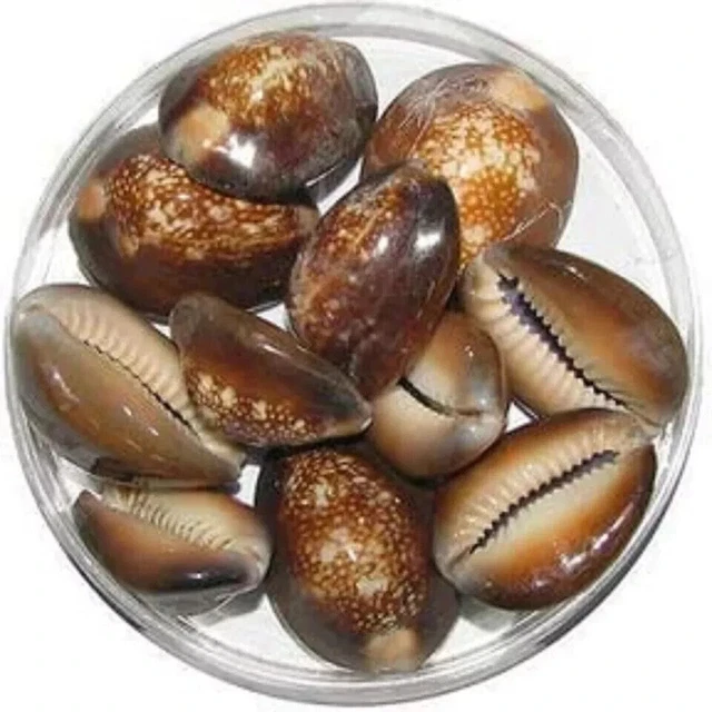 INDIAN TRADITIONAL BROWN Sea Shell Kauri For Pooja 11 Pieces B416 $22. ...