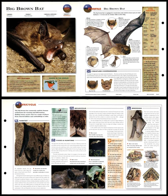 BIG BROWN BAT #101 Mammals - Wildlife Explorer Fold-Out Card £2.49 ...