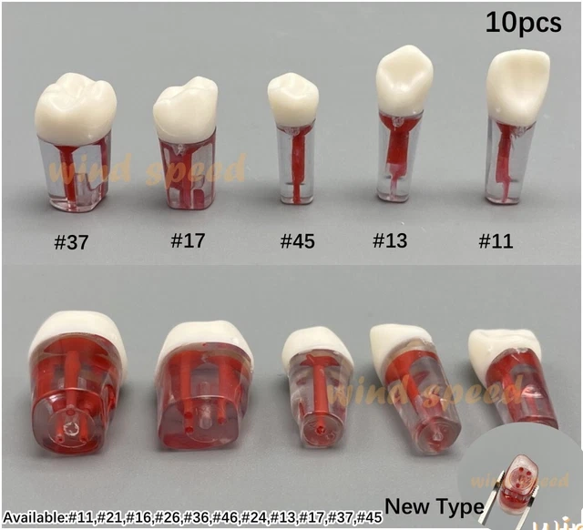 10*NEW DENTAL ROOT Canal Teeth Study Practice Model Endodontic Pulp RCT ...