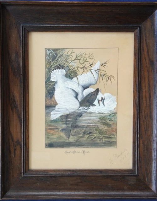 BILD JAHR 1910 signiert Jugendstil Gemälde gerahmt Hecht und Schwan im Kampf EUR 33,00 - PicClick DE