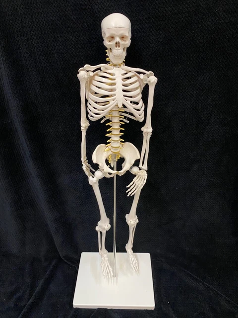 33& SKELETON MODEL With Nerves Half-size articulated anatomical study ...