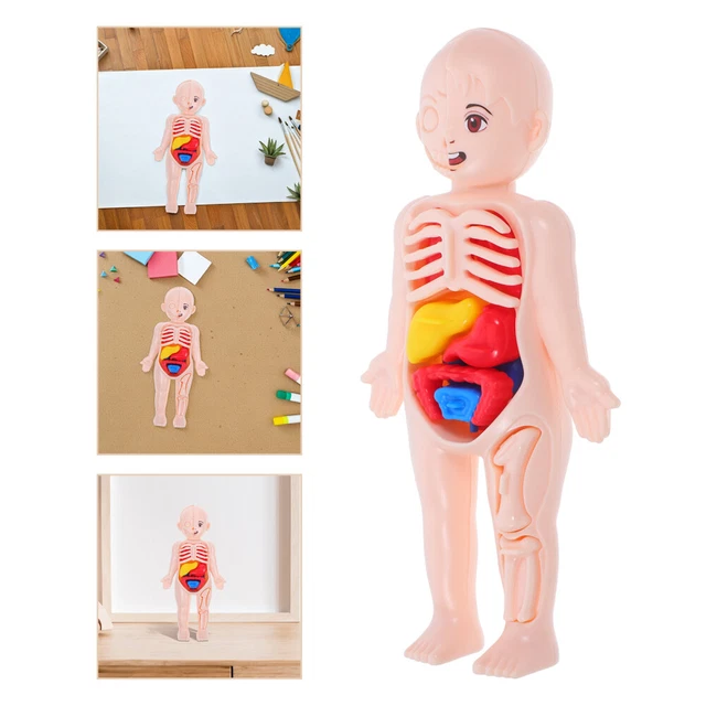 HUMAN BODY ANATOMY Toy Model Organs Educational Human Anatomy Model for ...