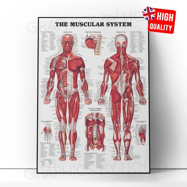 HUMAN MUSCULAR SYSTEM Anatomy Chart Muscle Educational Poster | A4 A3 ...