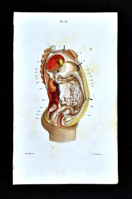 Female Torso Anatomy For Sale Picclick Uk