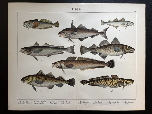 ANTIKE GRAFIK FAUNA: Fische, Dorsch, Schellfisch, Leng, Lithografie um ...