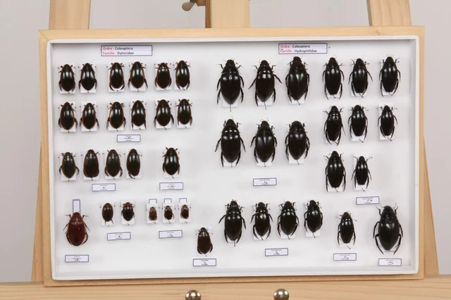 ENTOMOLOGIE COLLECTION MUSÉUM des insectes du monde Lot N°23 ...