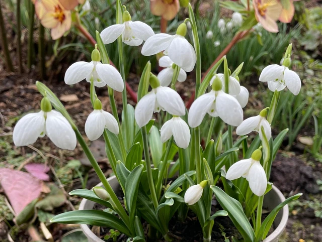 GALANTHUS, SNOWDROPS FATTY Puff-one flowering size bulb £16.00 ...