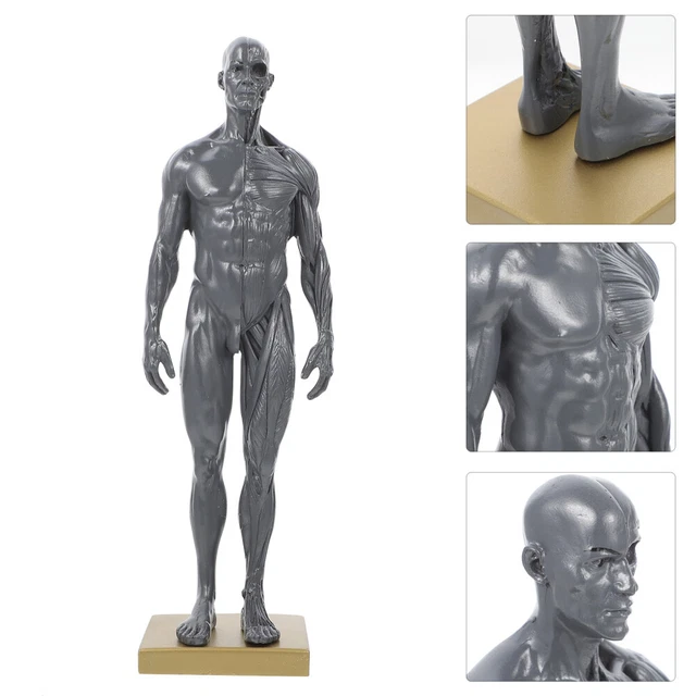 MUSCLE STRUCTURE MODEL Men Body Anatomical Human Muscles Learning Male ...