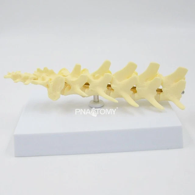 CANINE VERTEBRAL COLUMN Anatomy Model Life Size Dog Spine Anatomical ...