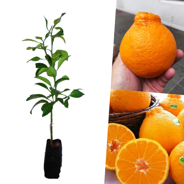 ORANGE DEKOPON, SUMO, SHIRANUI live plant grafted tree BEST of Mandarin ...