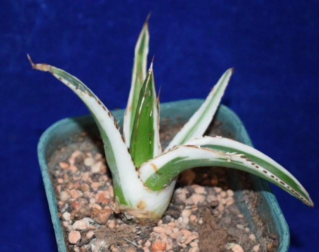 RARE WHITE VARIEGATED Agave victoria reginae 'WHITE RHINO ' 12cm EUR ...