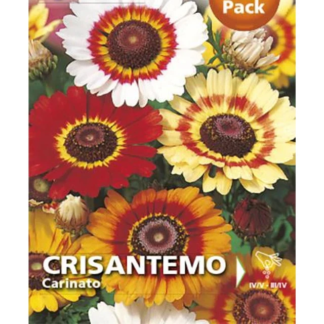 SEMI CRISANTEMO CARINATO Fiori Giardino Aiuole Vaso Terrazzo Mix Colori ...