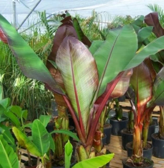 ENSETE VENTRICOSUM MAURELII - Banana Plug Plant - Very Fast Growing EUR ...