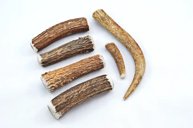 SCOTTISH STAG HORN Antler Dog Chew Shed Sustainable Dog Antler-EXTRA ...