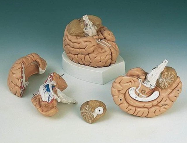 MODELLO ANATOMICO CERVELLO Umano - 4 Parti EUR 285,00 - PicClick IT