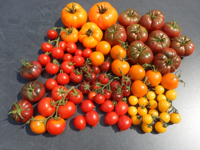 Tomaten Alte Sorten Kaufen
