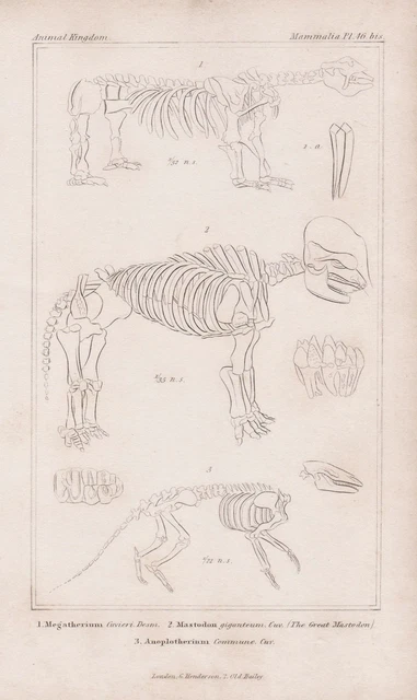 MEGATHERIUM MASTODON MAMMUT Anoplotherium Skelett skeleton Litho Cuvier ...