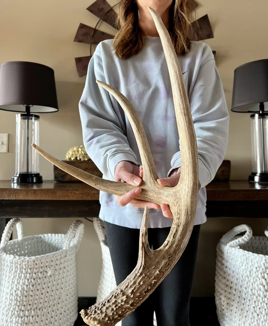 CORNE DE BOIS géant 4 points hangar à cerf Whitetail EUR 256,60 ...