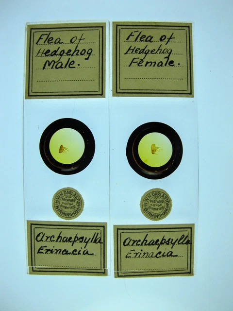 PAIR OF MICROSCOPE Slides by Darlaston (relabelled). "Hedgehog fleas M ...