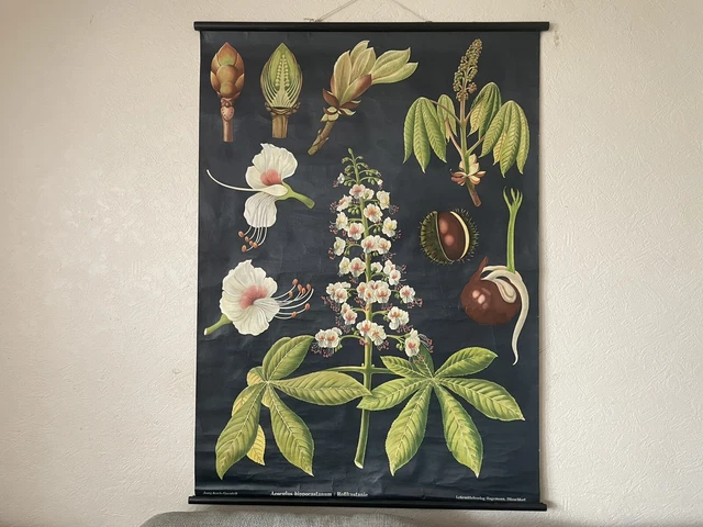 VINTAGE HORSE CHESTNUT TREE school chart JUNG KOCH QUENTELL BOTANICAL ...
