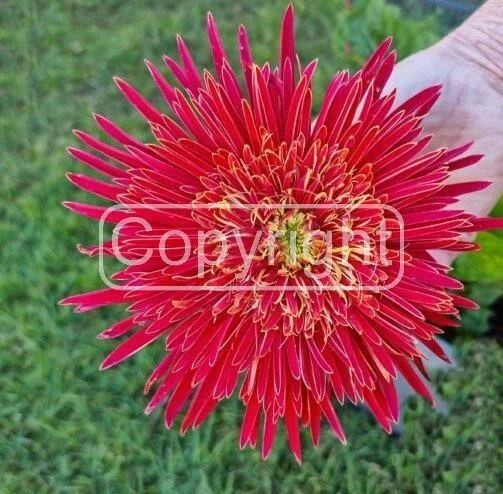 BAUER DOUBLE GERBERA PLANT - Parfait PLANT $122.50 - PicClick AU