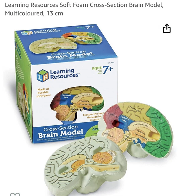 LEARNING RESOURCES CROSS Section Brain Model Develops Anatomy & Life Science 7+ £22.00 - PicClick UK