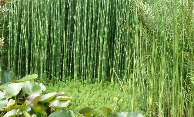 GRANDE EQUISETUM HYEMALE 40cm mini prele geante plante bassin palustre ...