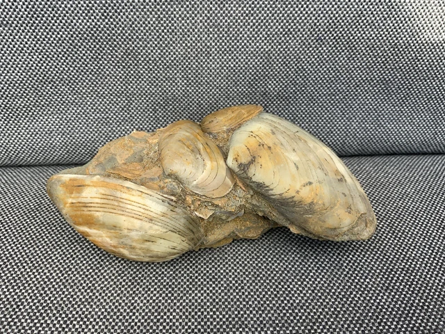 BIVALVE MULTI RARE Scunthorpe Calcite Fossil, Jurassic Cardinia Shell ...