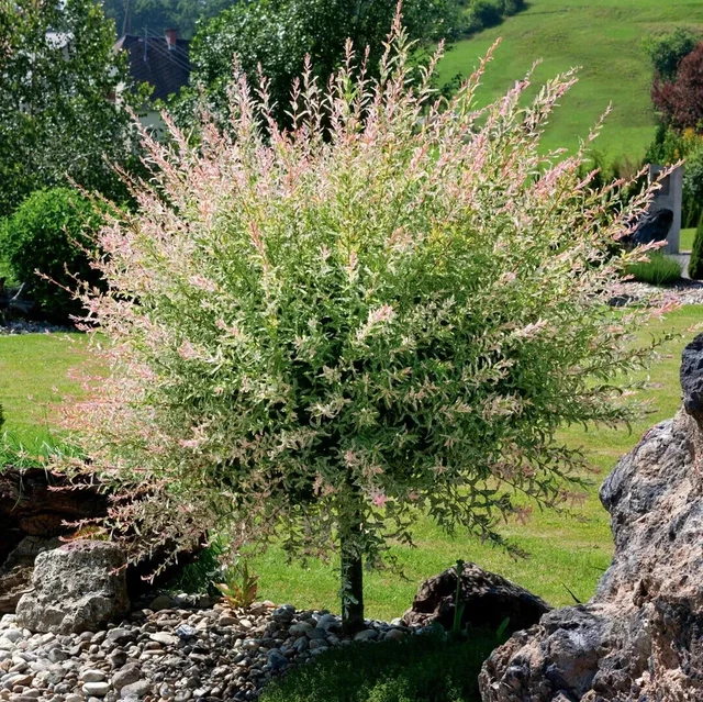 SALIX INTEGRA 'HAKURO Nishiki' Tree 50-75cm in Height Ornamental ...