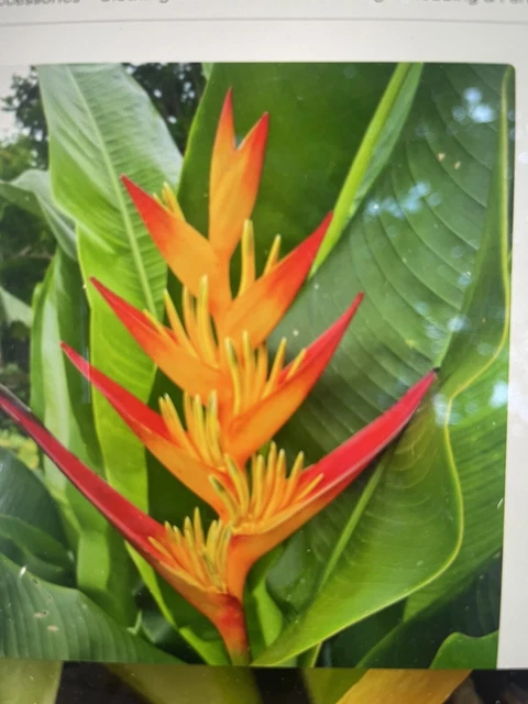 HELICONIA PLANT HELICONIA Choconiana 1 Rooted Plant No Pot EUR 14,45 ...