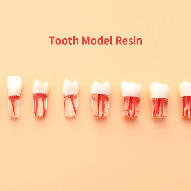 DENTAL TOOTH MODEL Dental Medullary Root Canal RCT Practice Pulp Cavity ...