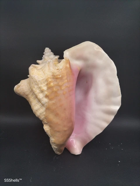 GIANT, HEAVY STROMBUS gigas sea shell. Pink bohemian queen conch moana ...