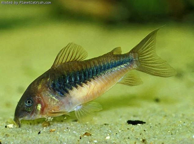 BRONZE CORY CATFISH (Corydoras Aeneus) £2.50 - PicClick UK