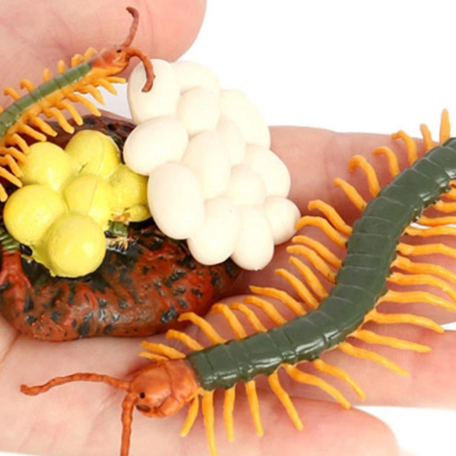 4 STAGES LIFE Cycle of a Centipede, Plastic Centipede Toy £8.81 ...