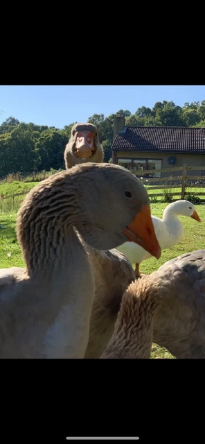 GIANT TOULOUSE EXHIBITION mix Embden geese eggs x 4 £10.50 - PicClick UK